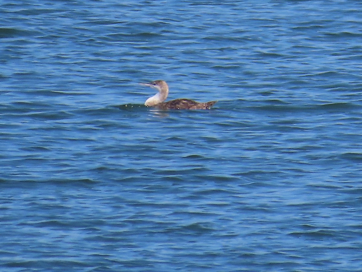 eBird Checklist - 27 Jul 2025 - John H. Kerr Reservoir--Lower Lake ...