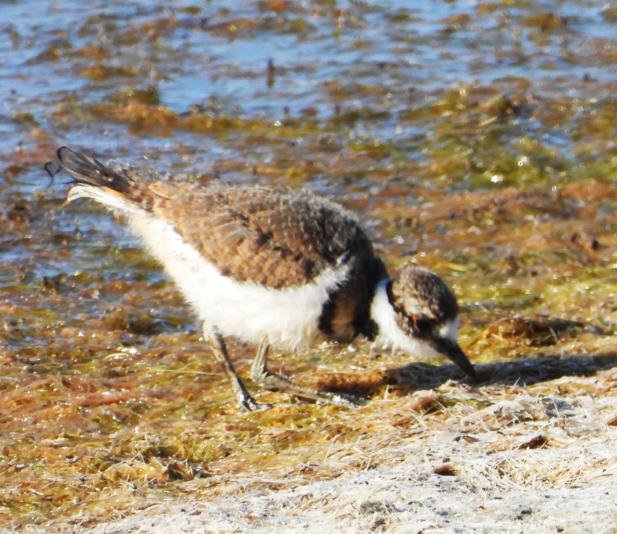eBird Checklist - 27 Jul 2025 - UCSB North Campus Open Space (formerly ...