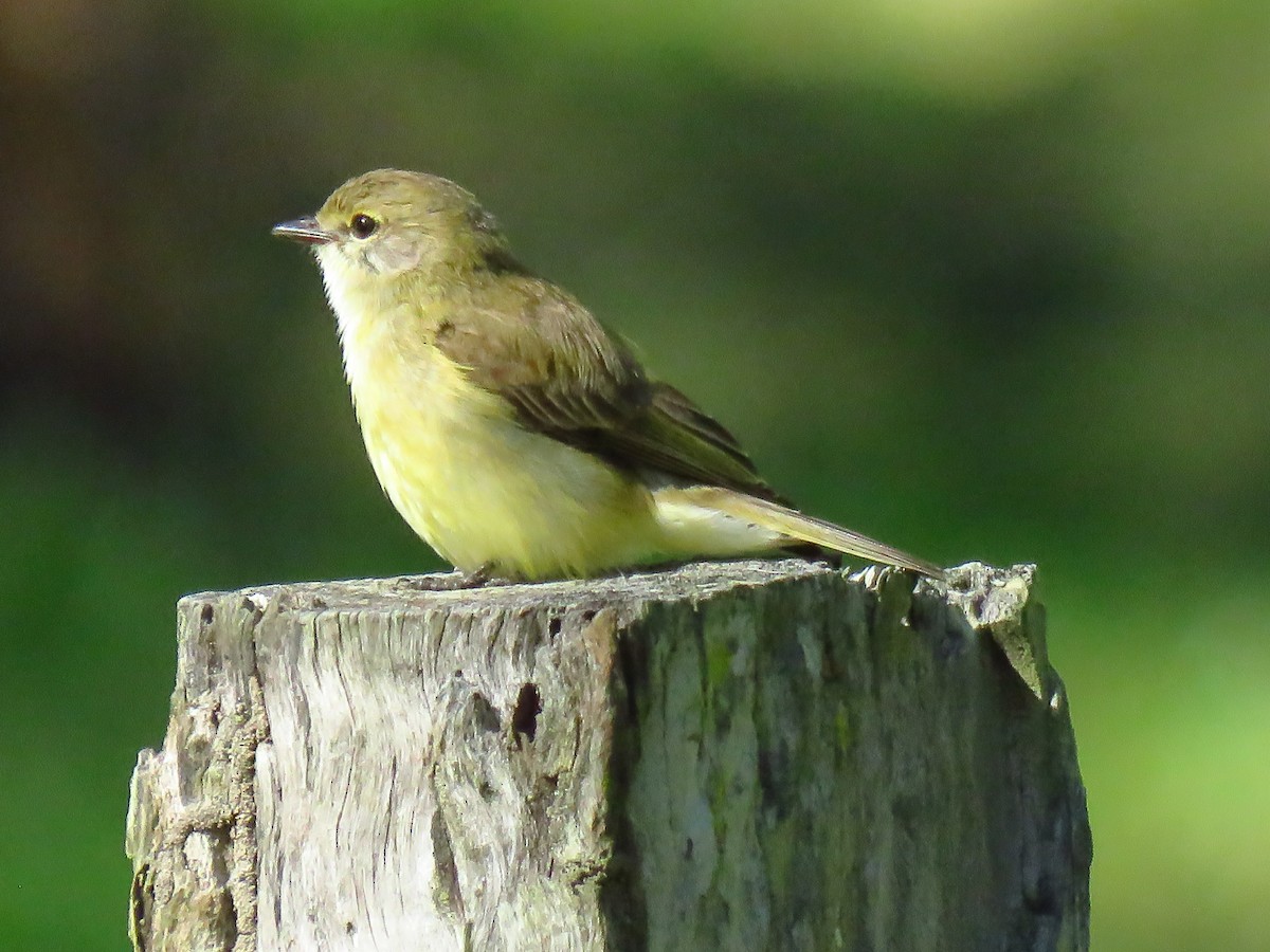 eBird Checklist - 12 Aug 2024 - Julatten, Jim Weir Rd. - 26 species