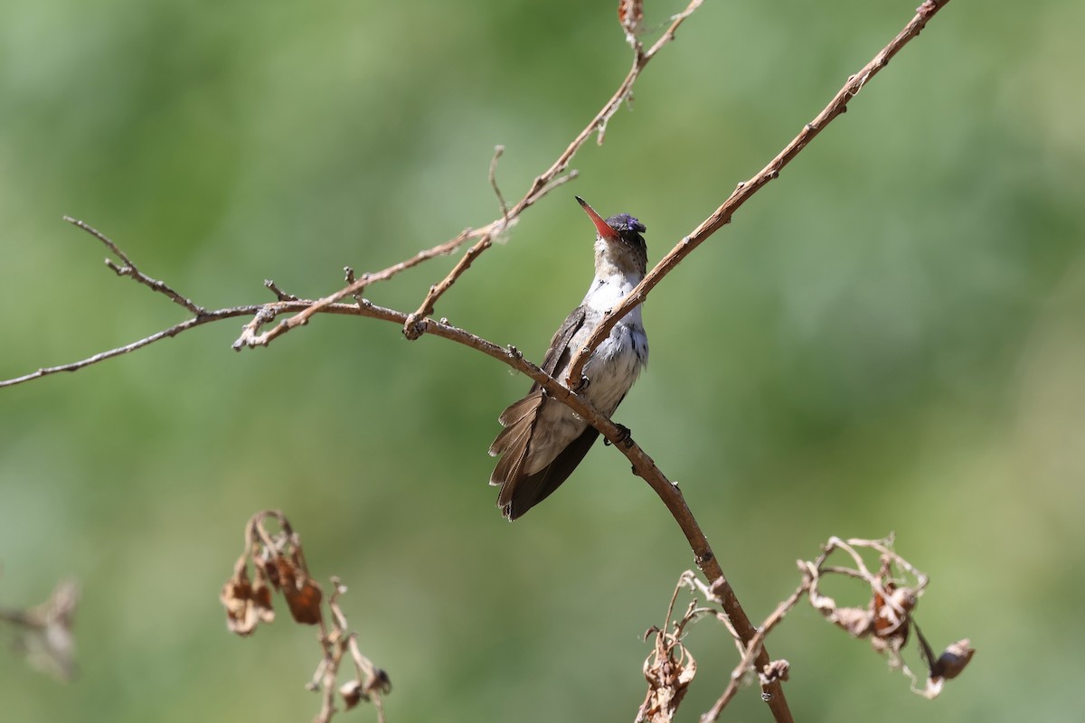 ML639482063 - Violet-crowned Hummingbird - Macaulay Library