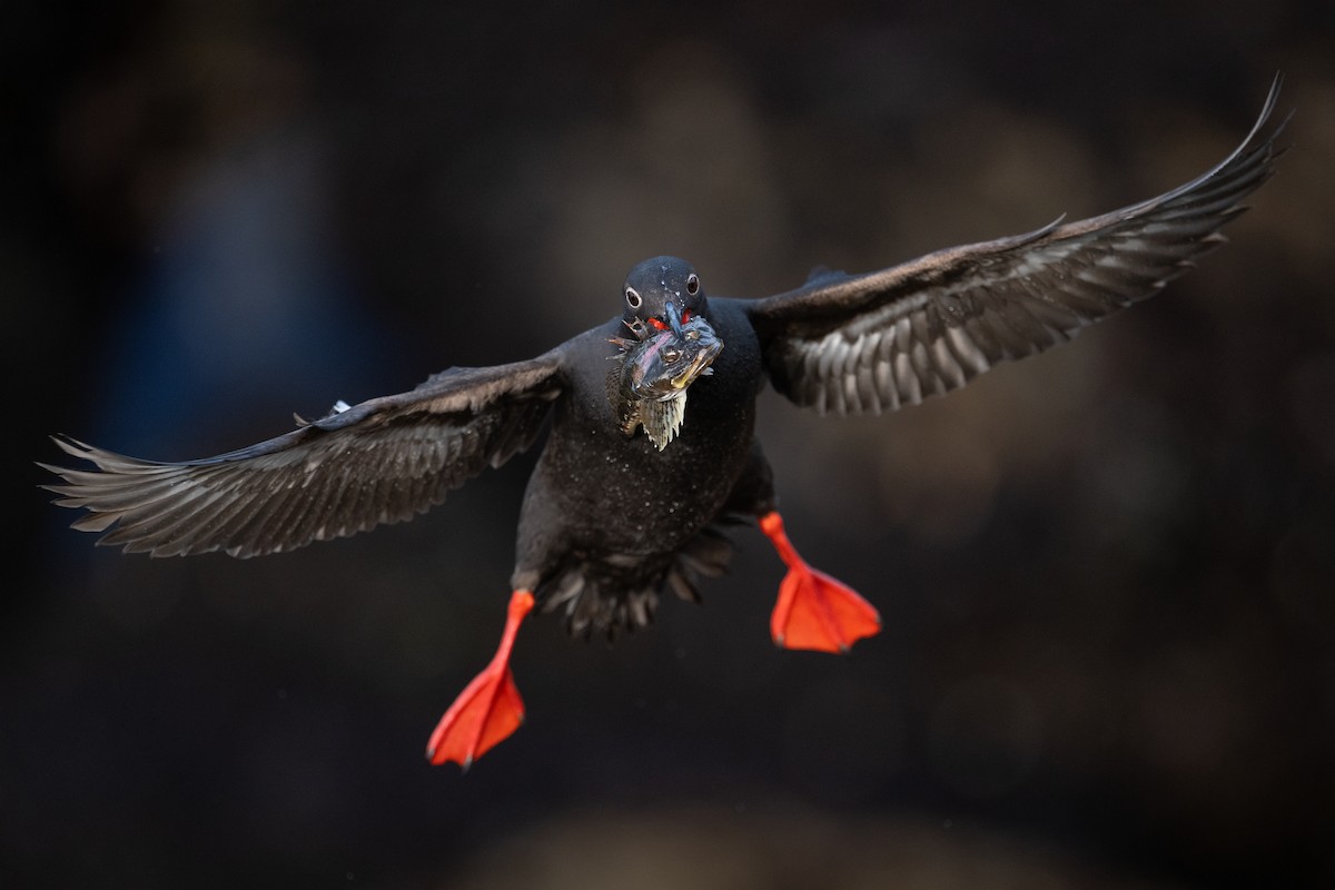 ML639484011 - Pigeon Guillemot - Macaulay Library