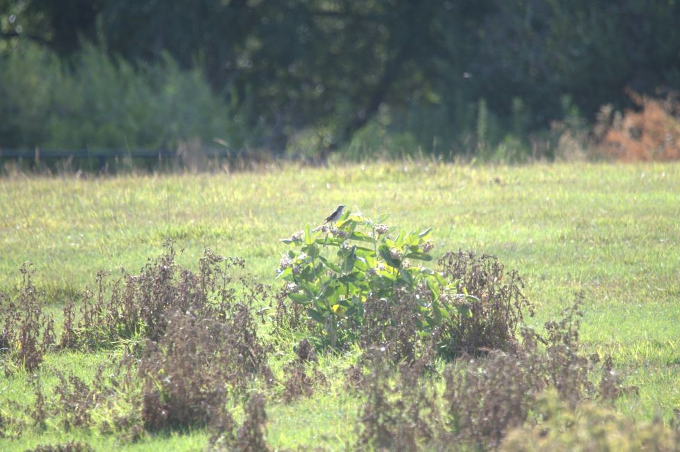 eBird Checklist - 27 Jul 2025 - Trapper Park, Logan US-UT 41.70581 ...