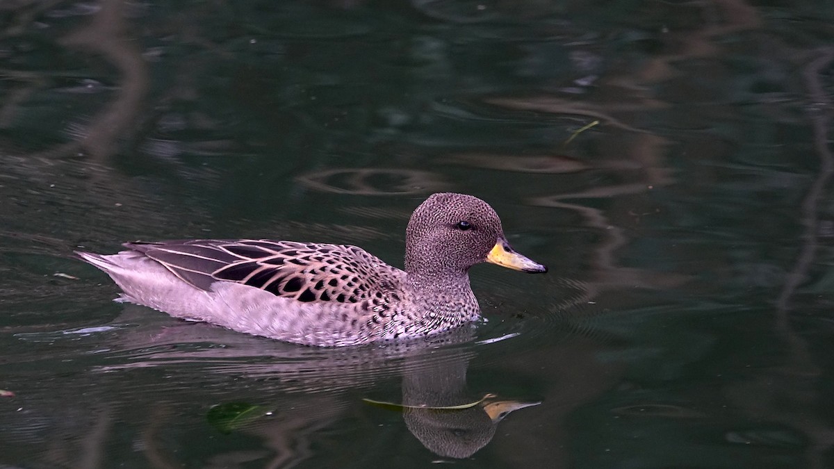eBird Checklist - 26 Jul 2025 - Lago de Regatas - 18 species