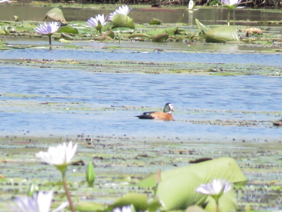 eBird Checklist - 25 Nov 2018 - Luvuvhu Dam - 89 species