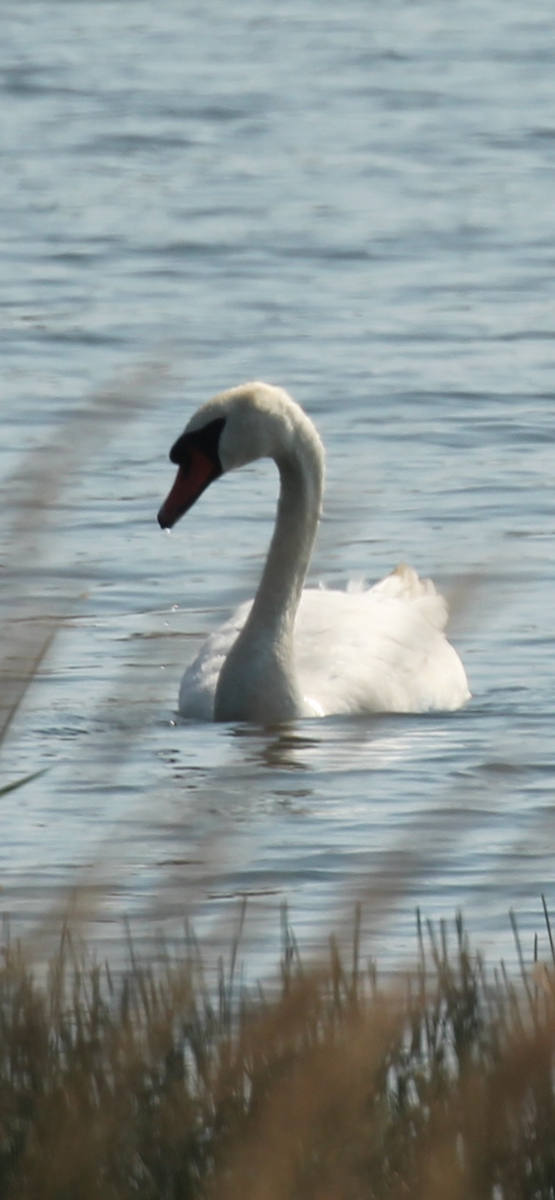 eBird Checklist - 27 Jul 2025 - St. John's--Mundy Pond - 11 species