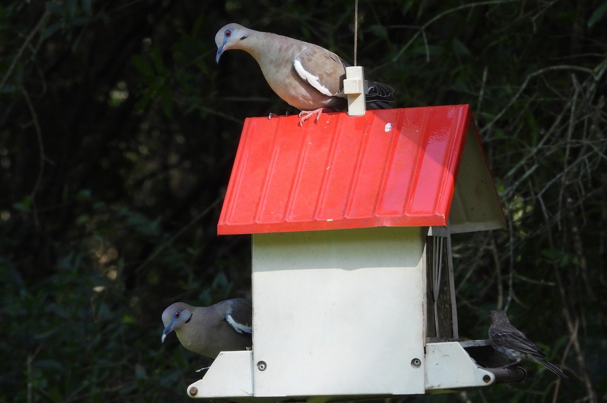 eBird Checklist - 27 Jul 2025 - My yard - 17 species