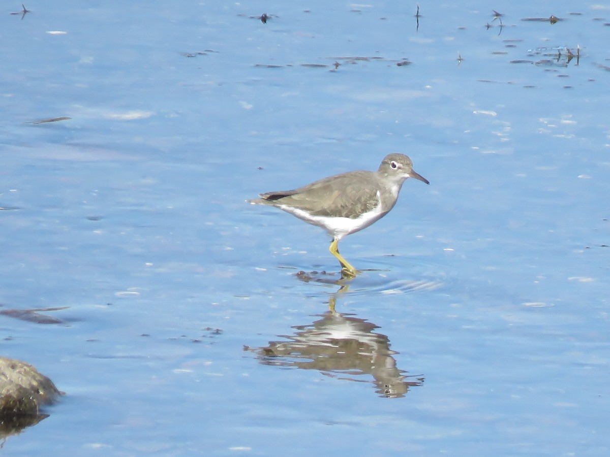 eBird Checklist - 3 Nov 2018 - Salt River--Coon Bluff Recreation Area ...