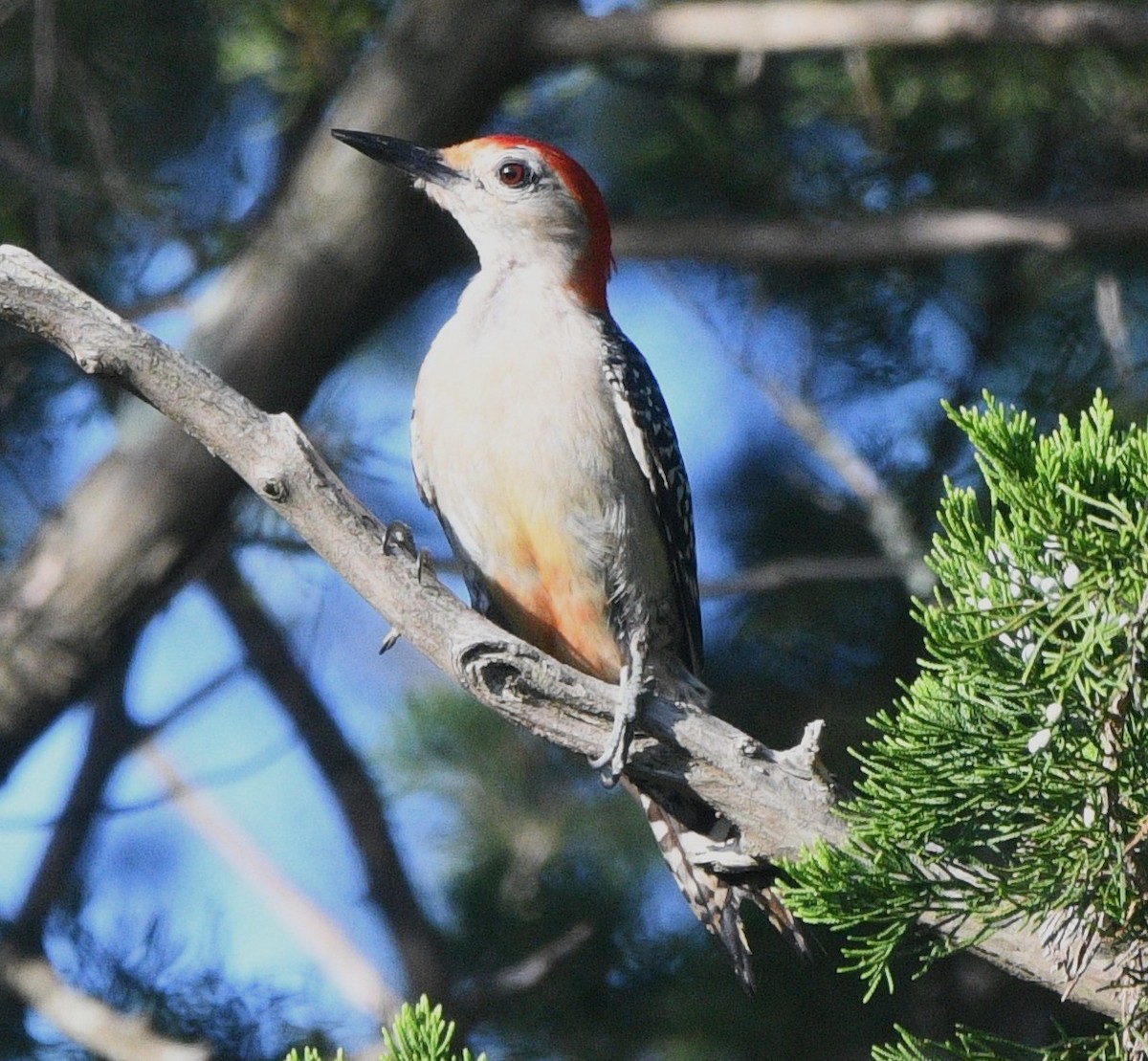 eBird Checklist - 24 Jul 2025 - Home, Kitty Hawk Bay Dr., Colington ...