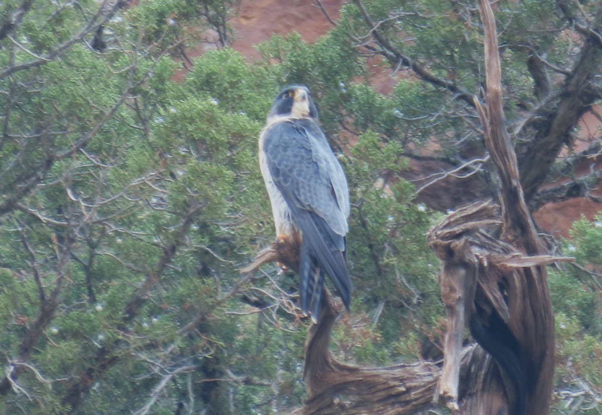 eBird Checklist - 24 Jul 2025 - Desolation Canyon-Day 3 float - 21 species