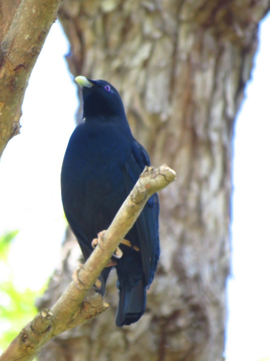 eBird Checklist - 26 Nov 2022 - Royal National Park--Lady Carrington ...