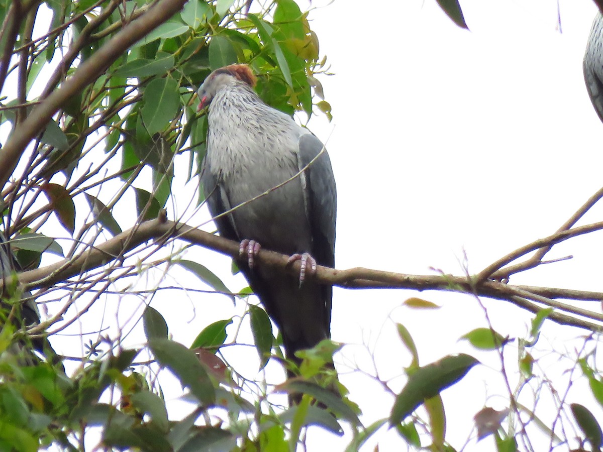 eBird Checklist - 27 Nov 2022 - Royal National Park--Lady Carrington ...