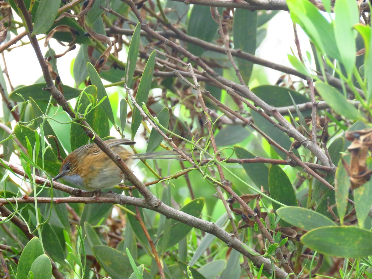 eBird Checklist - 11 Mar 2023 - Piccaninnie Ponds Conservation Park ...