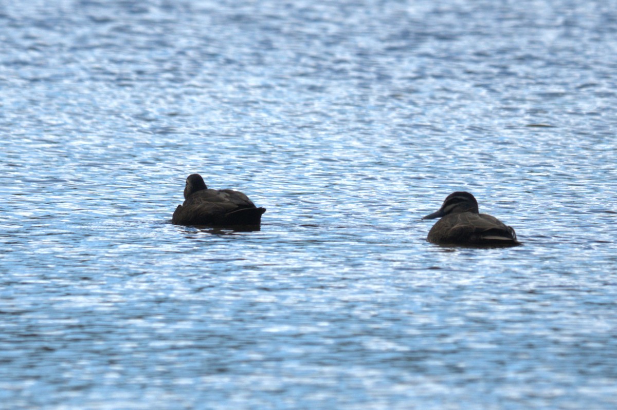 eBird Checklist - 28 Jul 2025 - Nepean River Reserve, Menangle Park - 2 ...