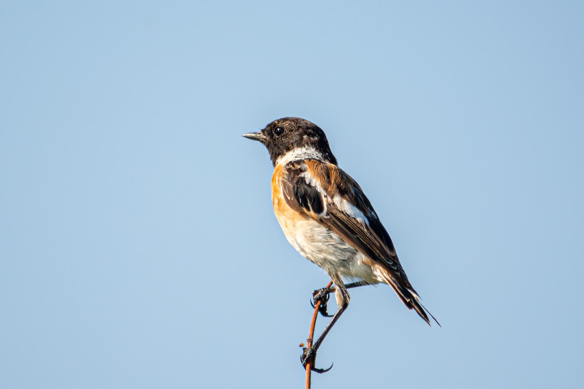 ML639500885 - Siberian Stonechat - Macaulay Library