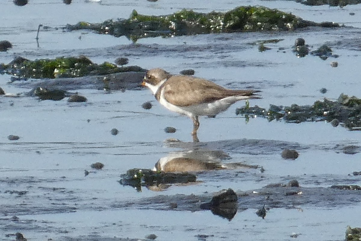 eBird Checklist - 19 Jul 2025 - Calvert Vaux Park (Dreier-Offerman Park ...