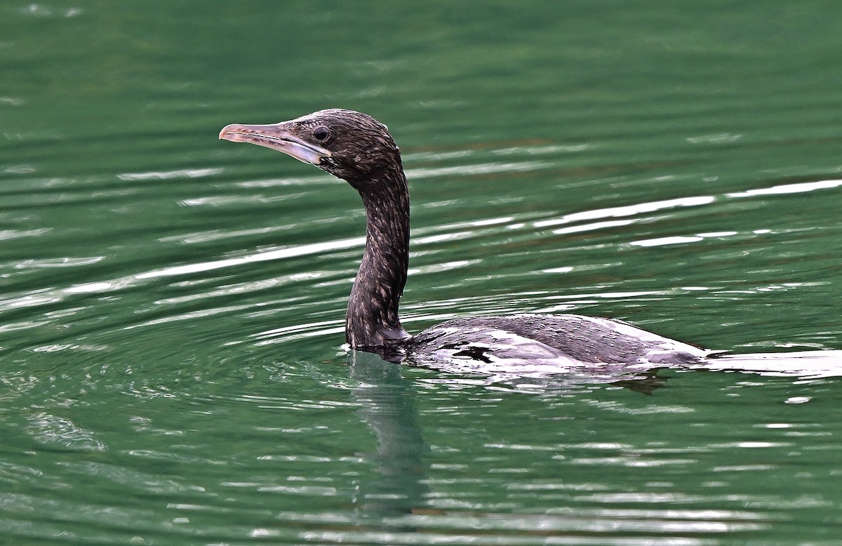 eBird Checklist - 28 Jul 2025 - Manchikere - 16 species
