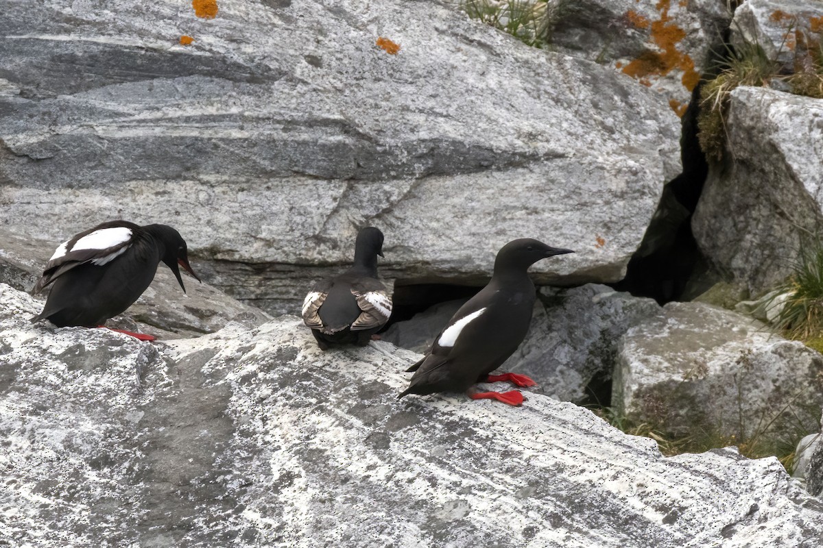 eBird Checklist - 28 Jul 2025 - Atlantic Ocean GL (64.2553,-51.6720 ...