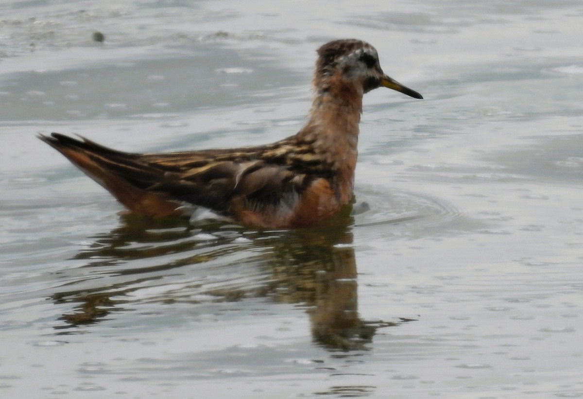 eBird Checklist - 26 Jul 2025 - Brant Hutterite Colony - 18 species