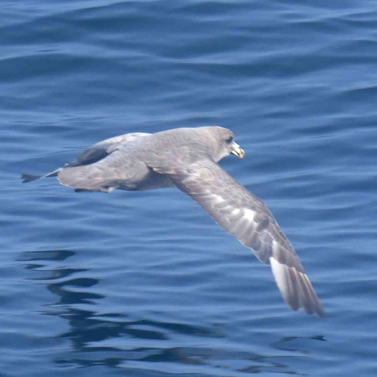 eBird Checklist - 28 Jul 2025 - Akutan Bay - 2 species