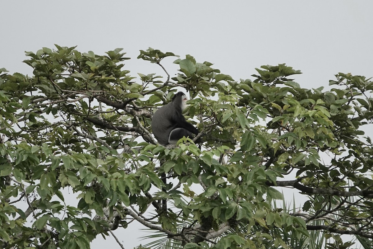 ML639521504 - De Brazza's Monkey - Macaulay Library