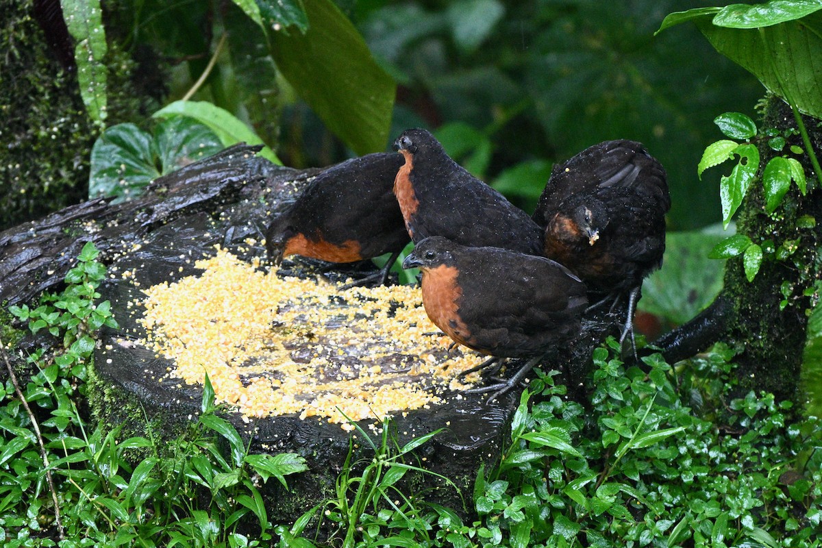 eBird Checklist - 5 Feb 2025 - Reserva Mashpi-Amagusa (Sergio y Doris ...