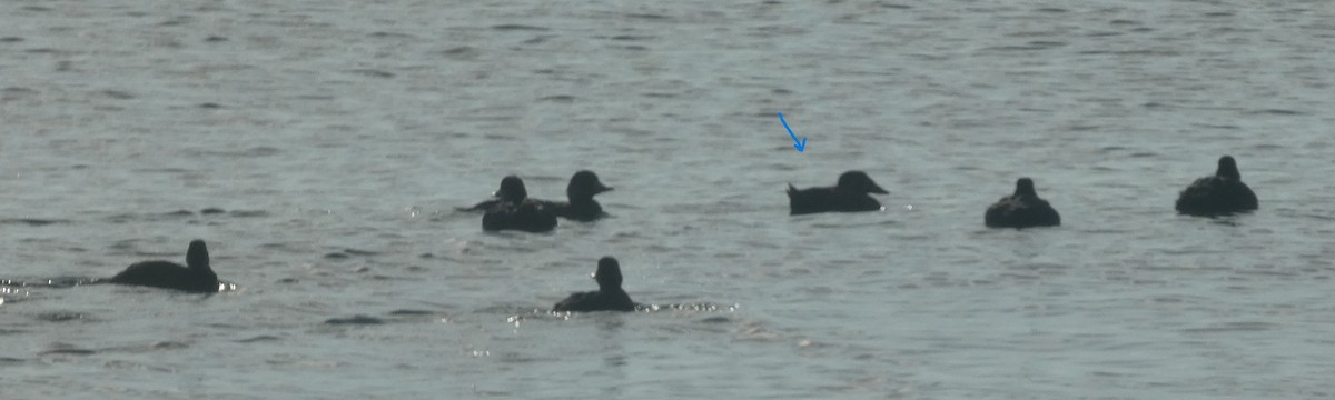 eBird Checklist - 28 Jul 2025 - **Back Bay NWR - 32 species