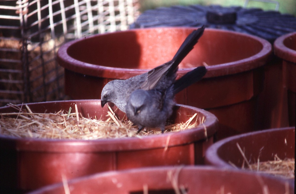 eBird Checklist - 1 Jun 1990 - Western Plains Zoo, Dubbo - 3 species