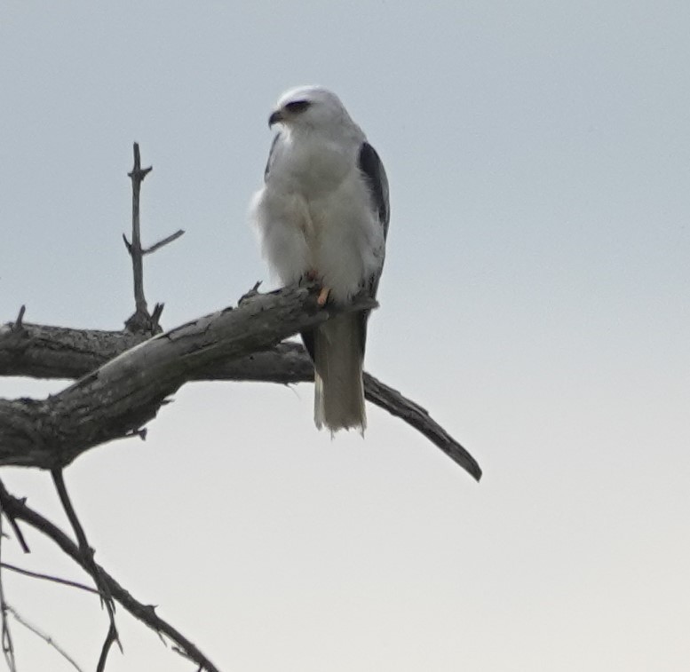 eBird Checklist - 27 Jul 2025 - Randall Preserve Lowlands (Restricted ...