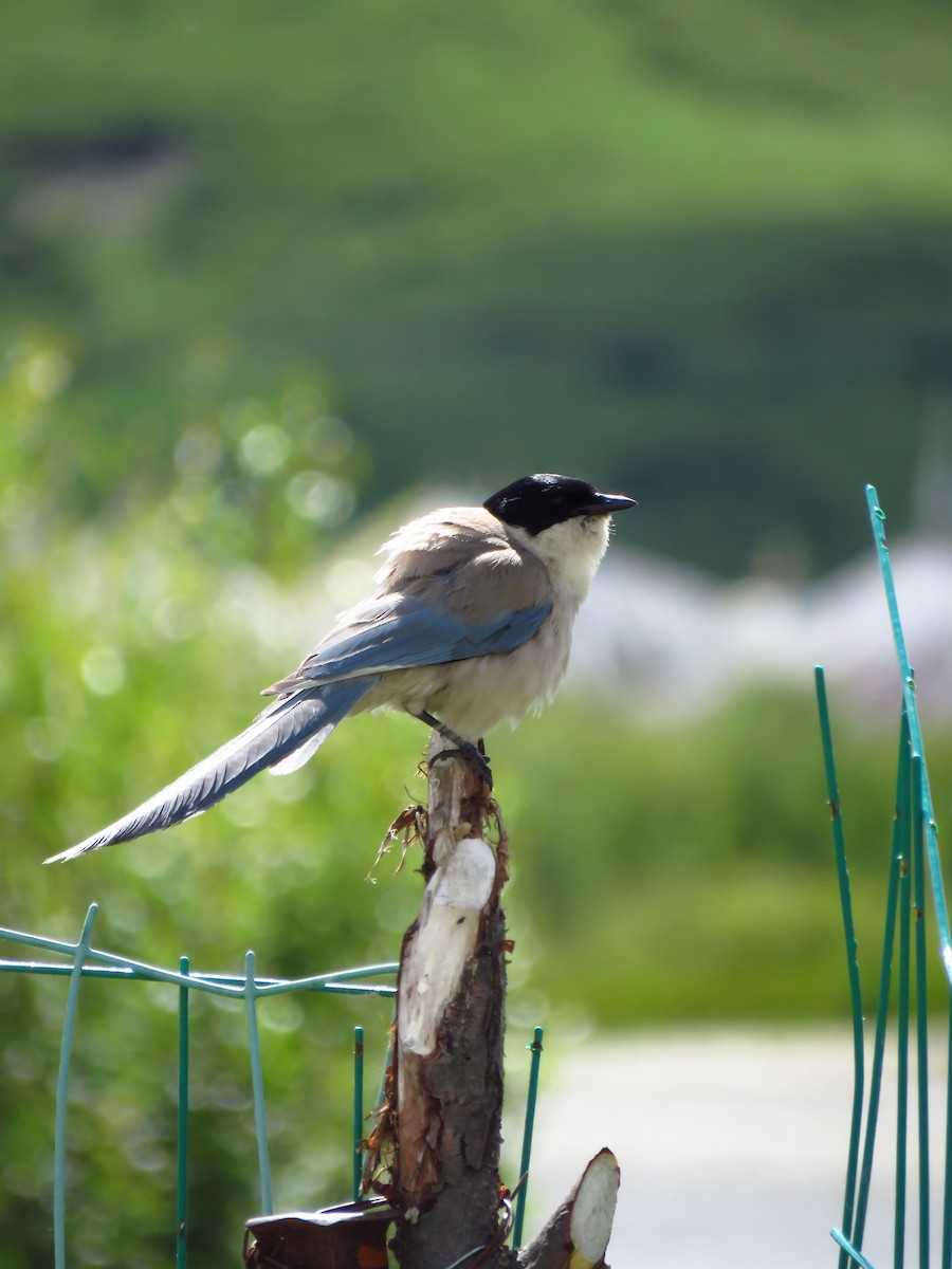 eBird Checklist - 20 Jul 2019 - 观测点--33.043, 102.607 (Hongyuan View ...