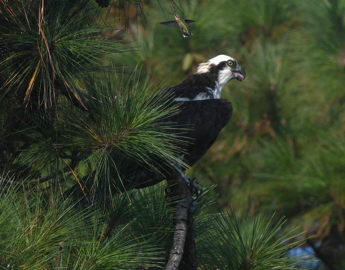 eBird Checklist - 27 Jul 2025 - Home, Kitty Hawk Bay Dr., Colington ...