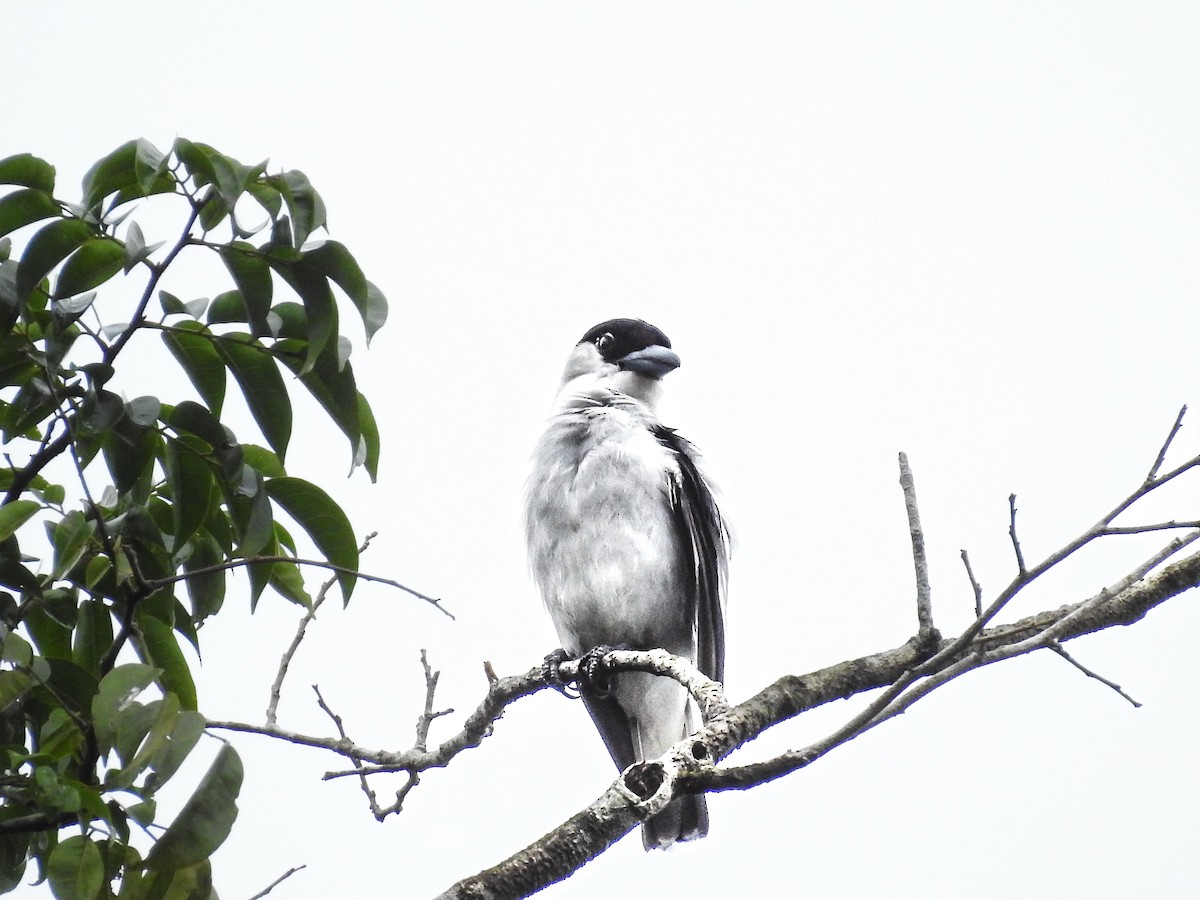 eBird Checklist - 27 Jul 2025 - Reserva Natural y Comunidad La Paz - 64 ...