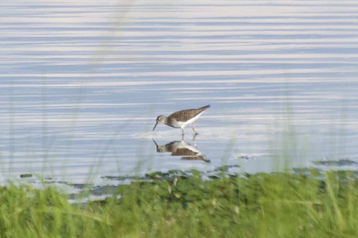 eBird Checklist - 28 Jul 2025 - Bowers Pond and Field. - 18 species