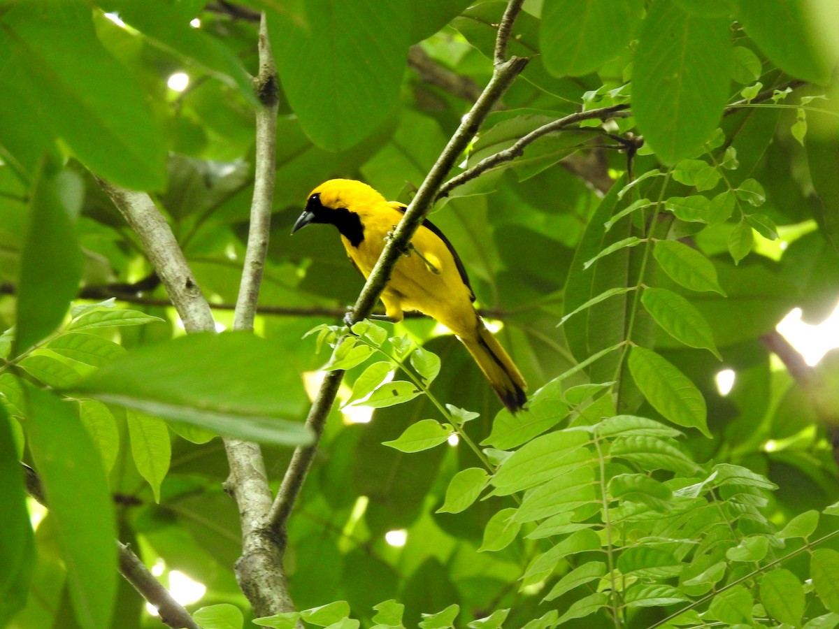 eBird Checklist - 27 Jul 2025 - Vía Sin Nombre, Alta Verapaz, GT (15. ...