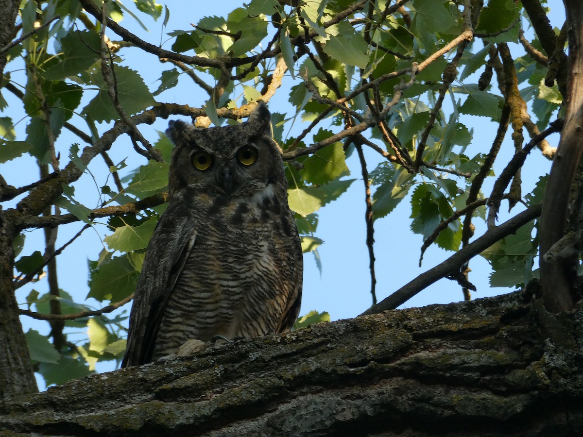 eBird Checklist - 28 Jul 2025 - American River Parkway behind condo ...