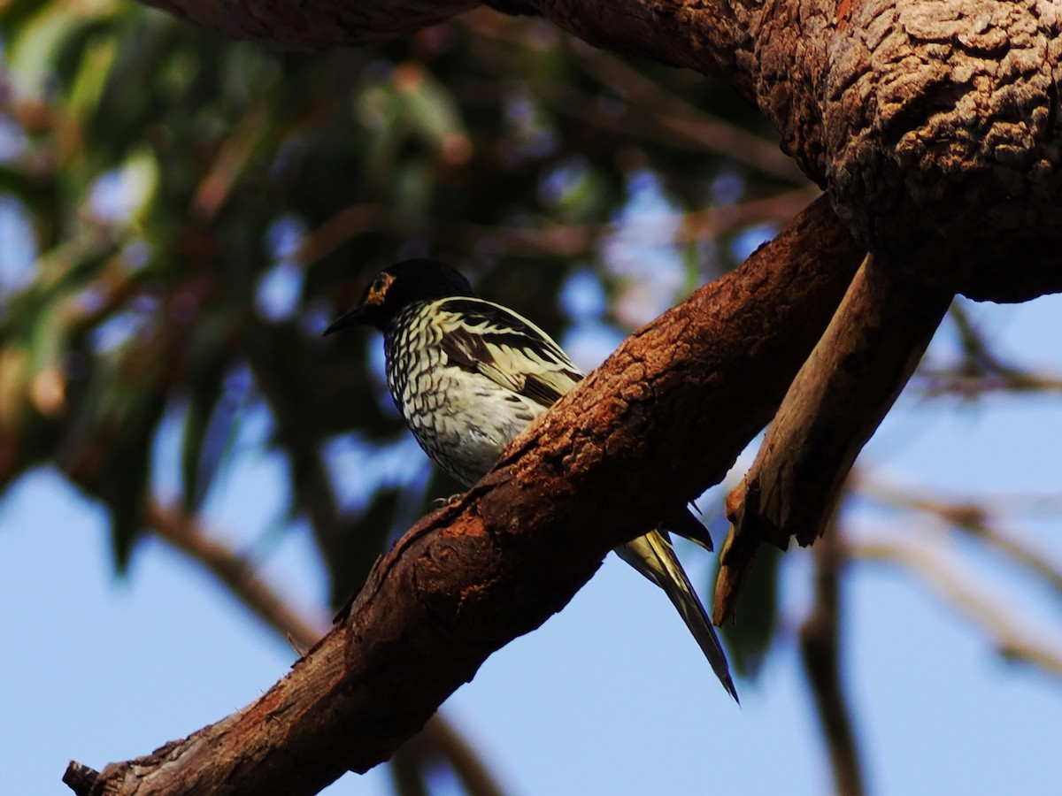 eBird Checklist - 29 Jul 2025 - Manly Dam - 18 species