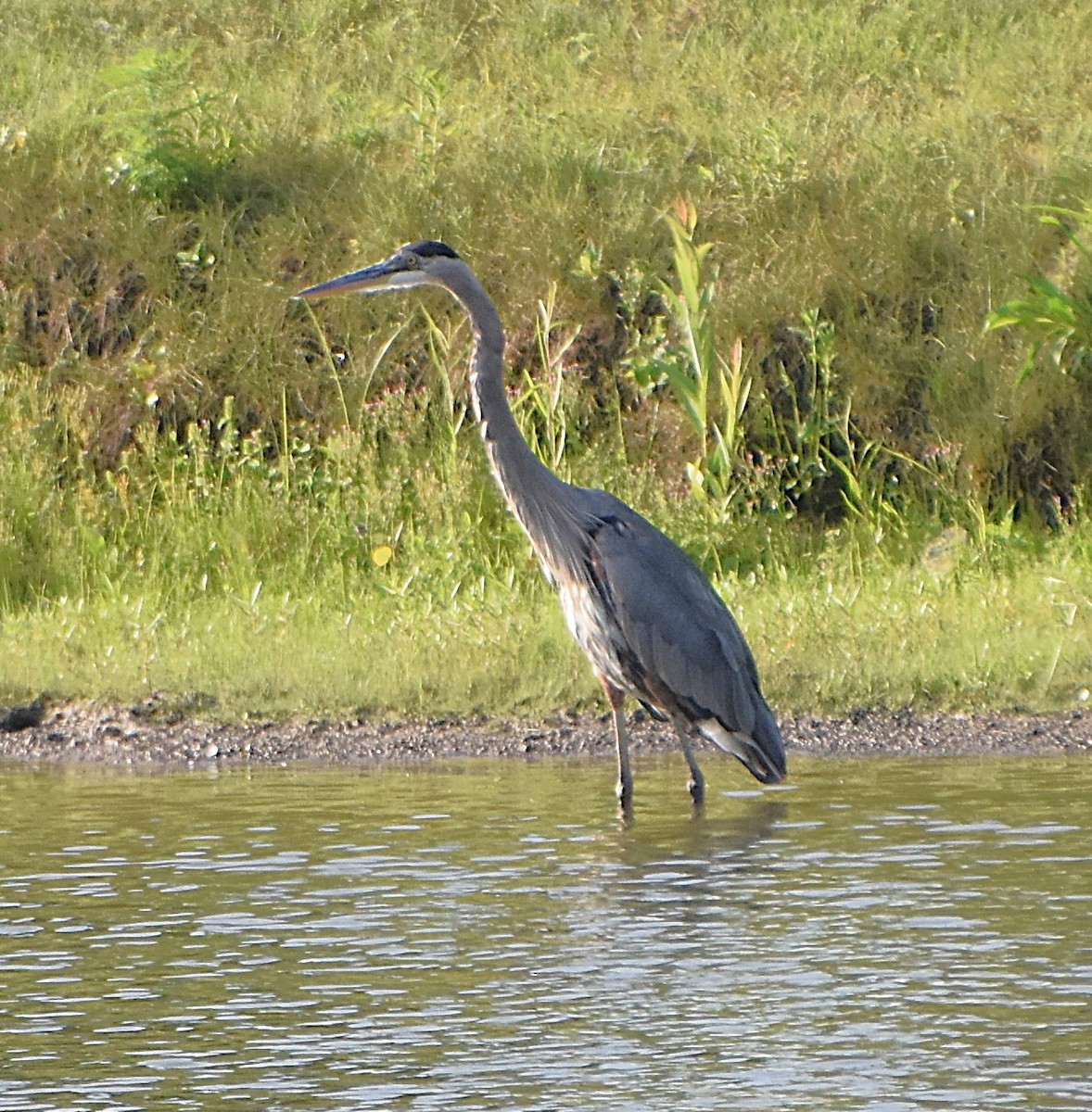 eBird Checklist - 29 Jul 2025 - Cobblestone Lakes Subdivision Poolhouse ...