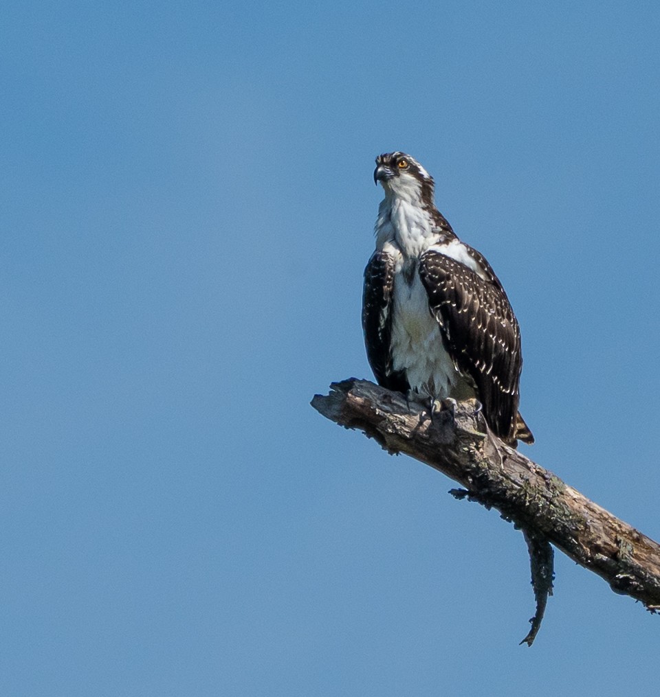 eBird Checklist - 29 Jul 2025 - Kenilworth Park and Aquatic Gardens ...