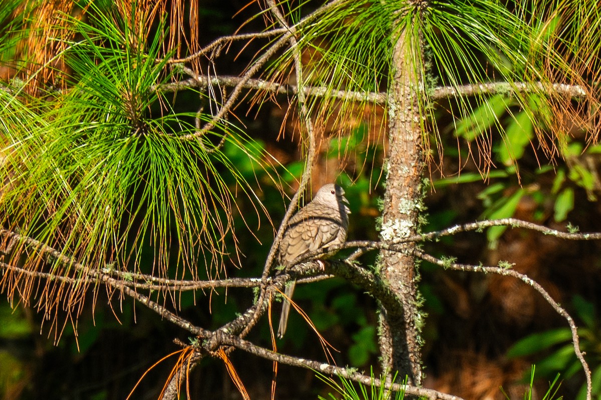 eBird Checklist - 27 Jul 2025 - Presa Surutato - 11 species