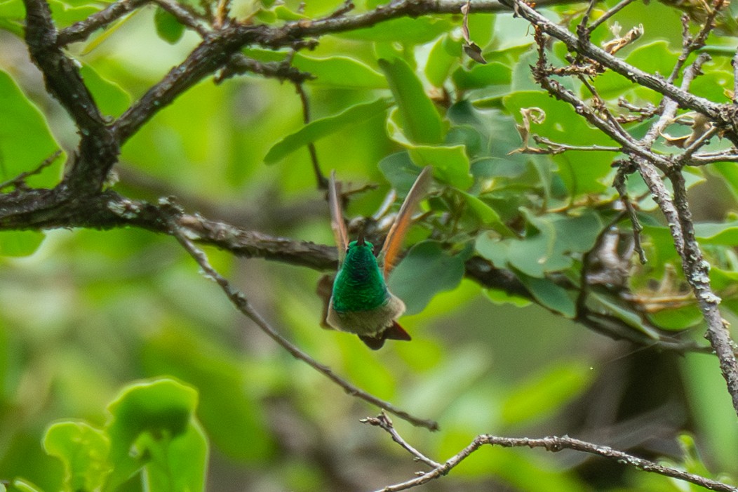eBird Checklist - 27 Jul 2025 - Presa Surutato - 6 species