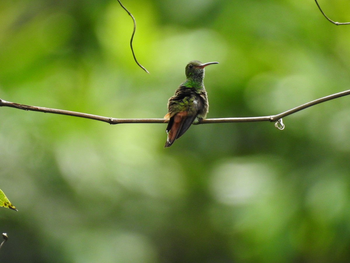 eBird Checklist - 27 Jul 2025 - Reserva Natural y Comunidad La Paz ...