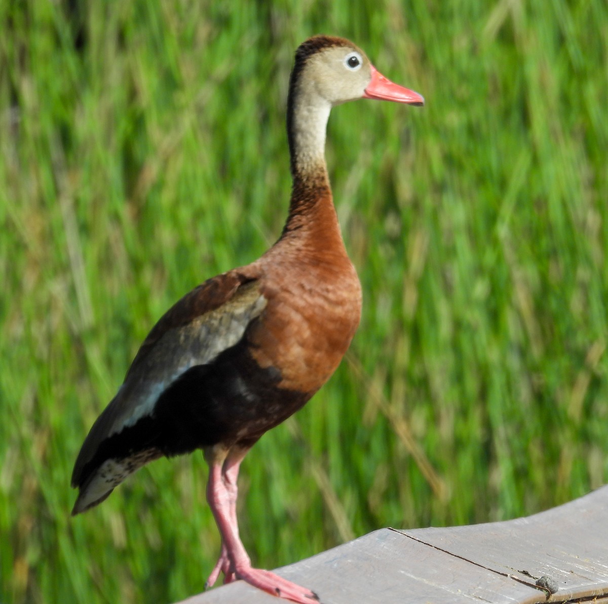 eBird Checklist - 28 Jul 2025 - Brazoria NWR (UTC 108) - 54 species