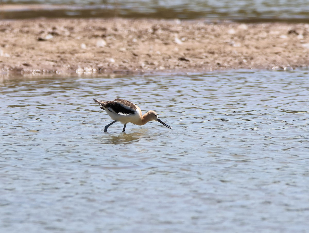 eBird Checklist - 29 Jul 2025 - Riparian Preserve at Gilbert Water ...
