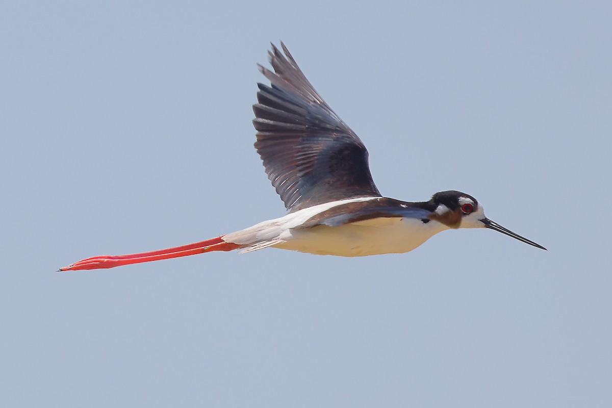 eBird Checklist - 28 Jul 2025 - Hackberry Flat WMA--Willow Unit - 45 ...