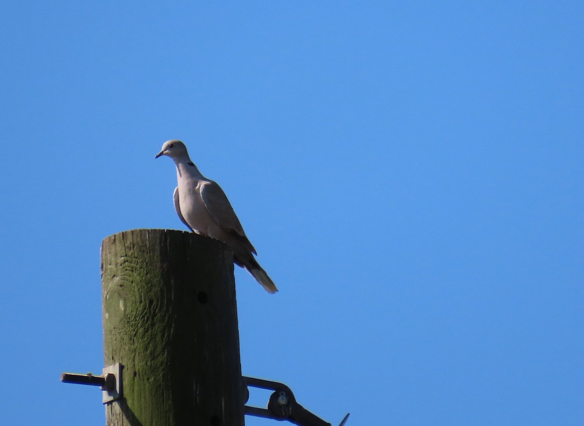 eBird Checklist - 29 Jul 2025 - Brandon Farm & Taff Rd. - 34 species ...