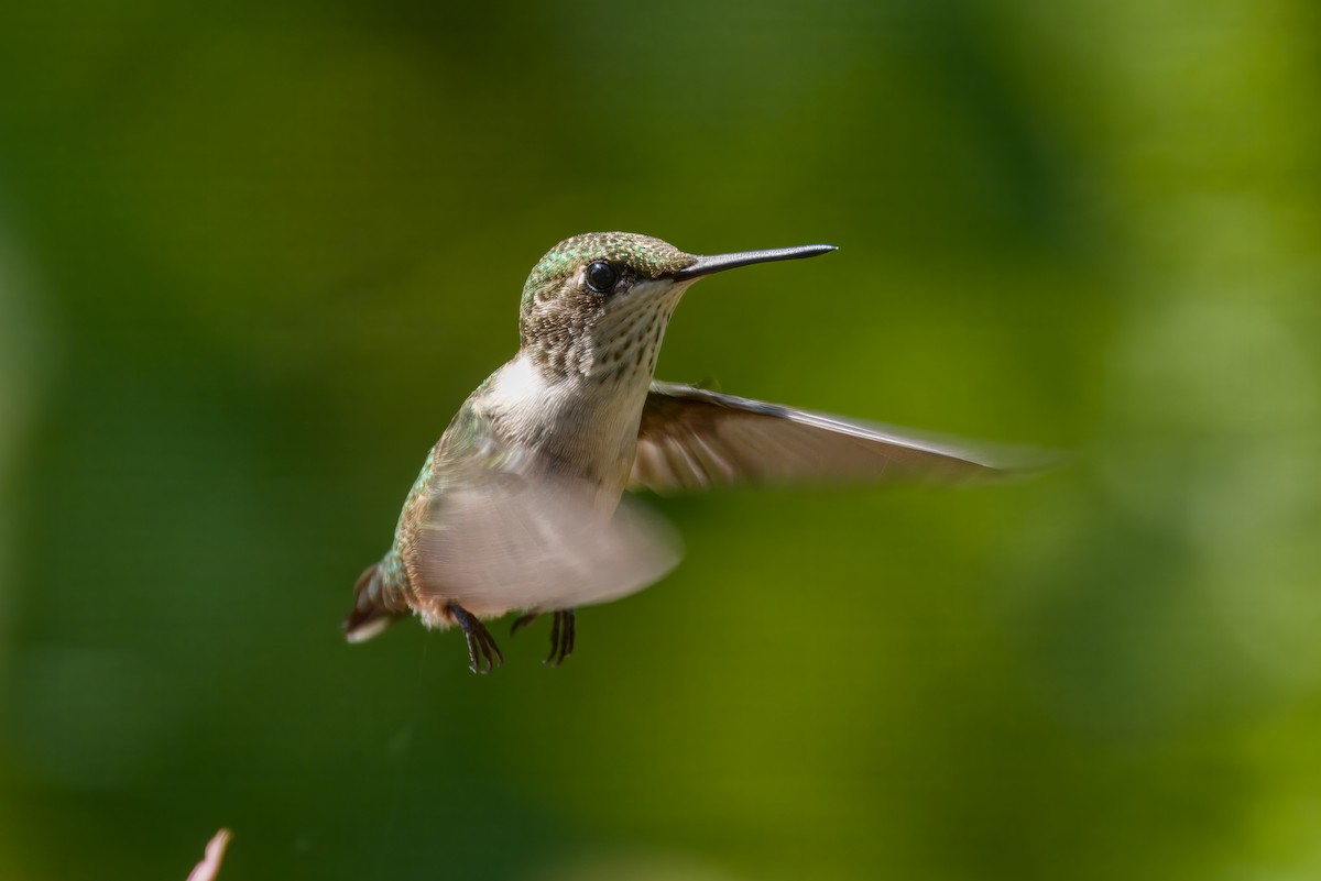 eBird Checklist - 29 Jul 2025 - Ottawa--Fletcher Wildlife Garden - 28 ...