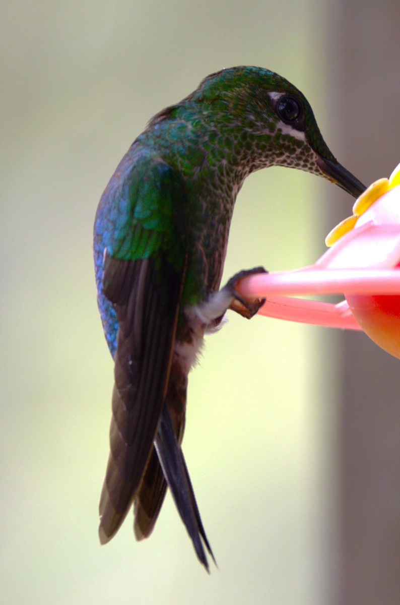 eBird Checklist - 1 Apr 2025 - Galeria de Colibrí y Soda Cinchona - Mirador San Fernando - 26 ...