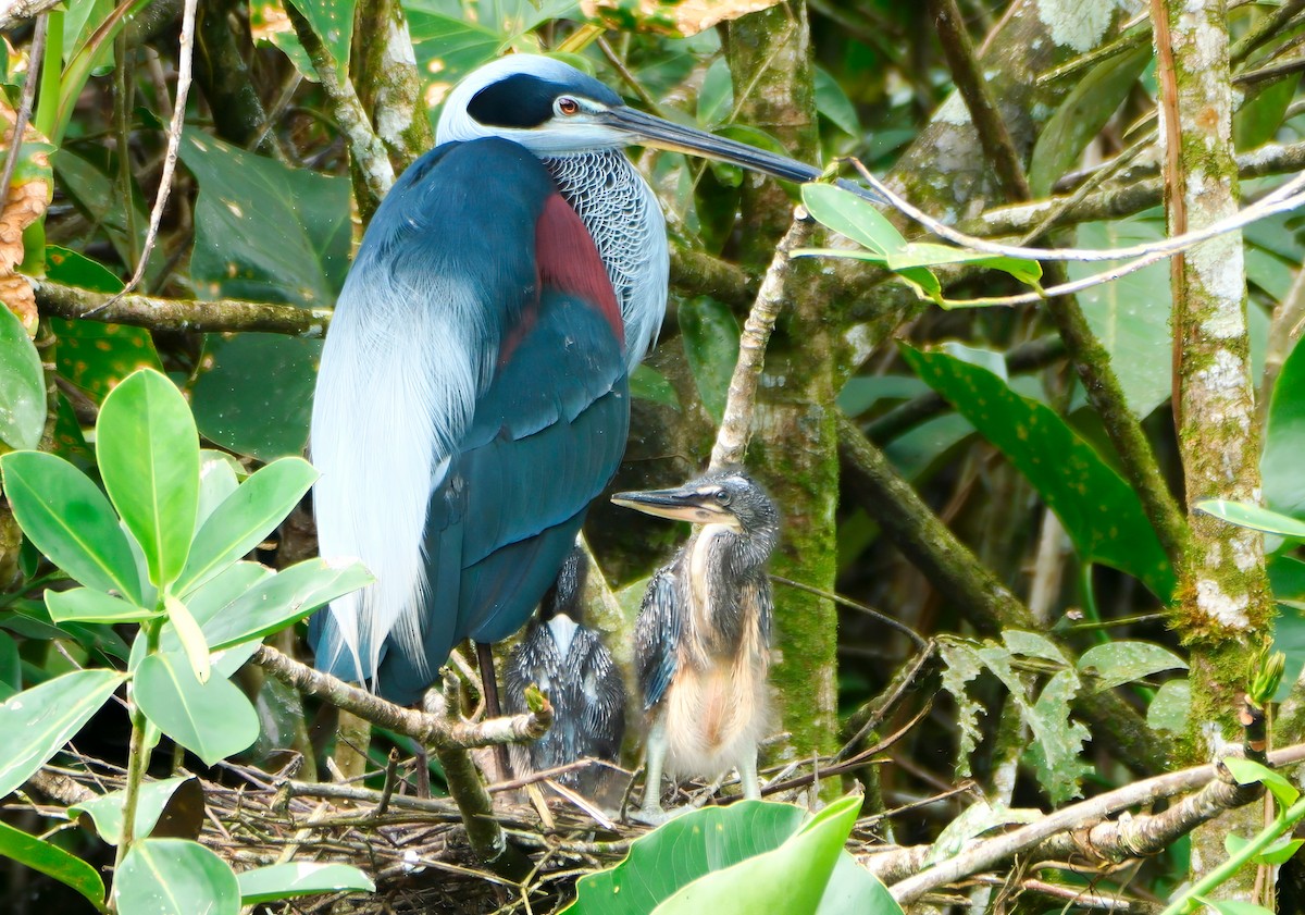 eBird Checklist - 29 Jul 2025 - Agami Island Nature Reserve - 6 species