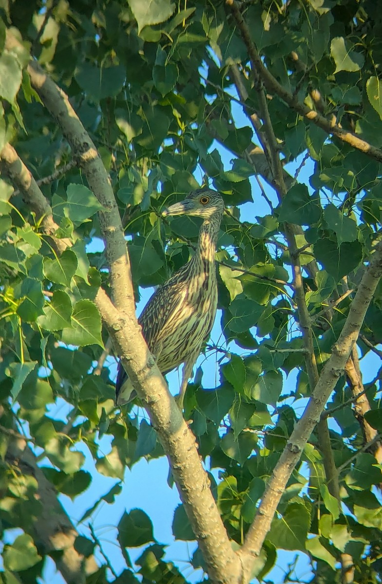 eBird Checklist - 29 Jul 2025 - Middleton Hills Neighborhood Park South ...