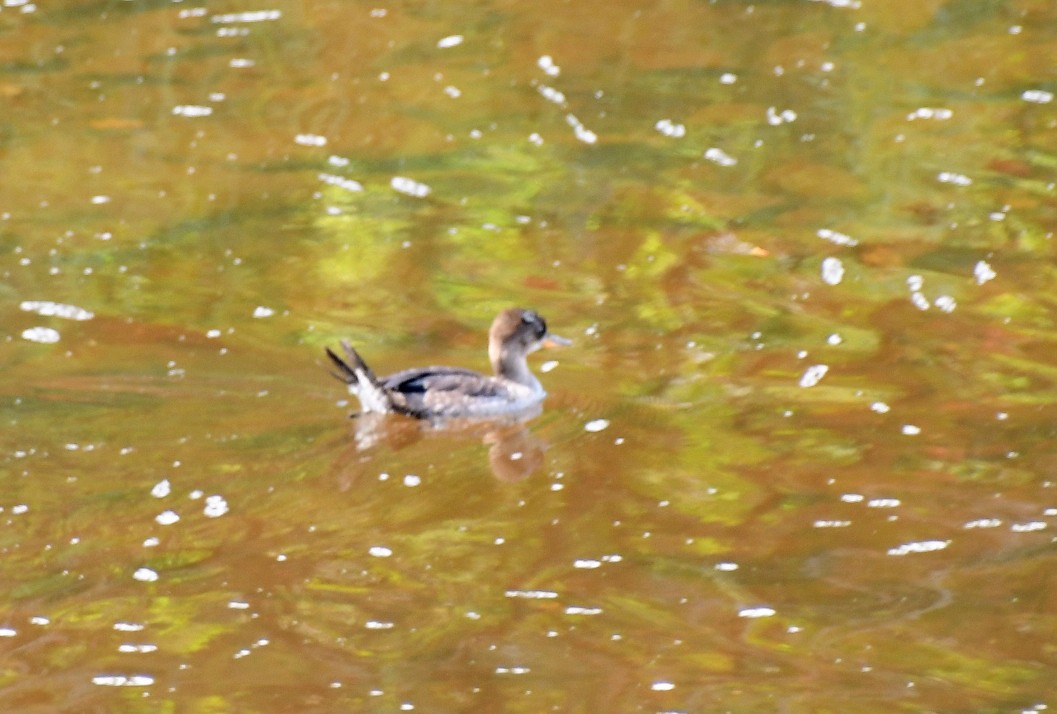 eBird Checklist - 29 Jul 2025 - Cheat Bridge - 1 species