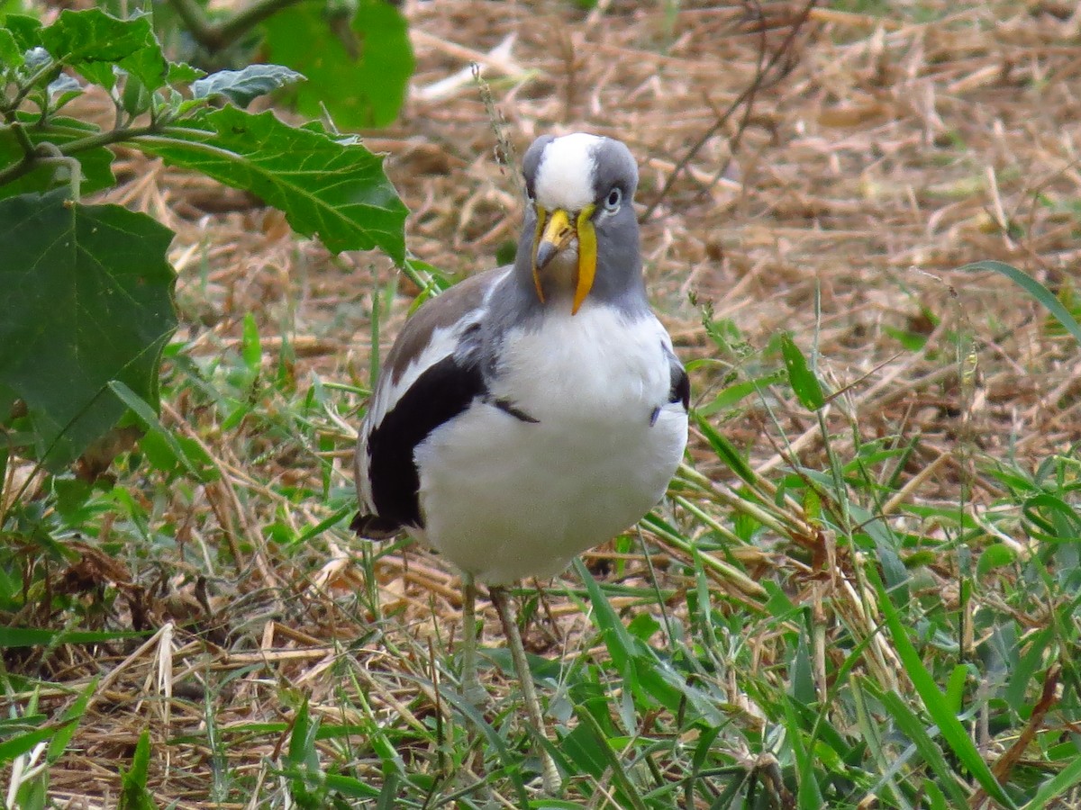 eBird Checklist - 16 Jun 2017 - Kruger NP--Bridge over Luvuvhu River ...